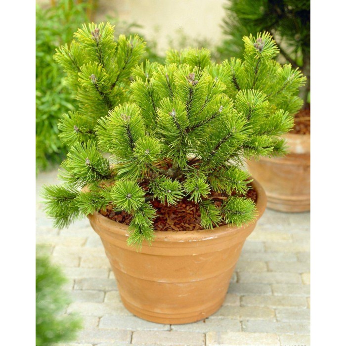Pinus mugo Winter Gold - Dwarf Golden Mountain Pine