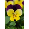Viola Yellow Jump Up- Pack of SIX Plants