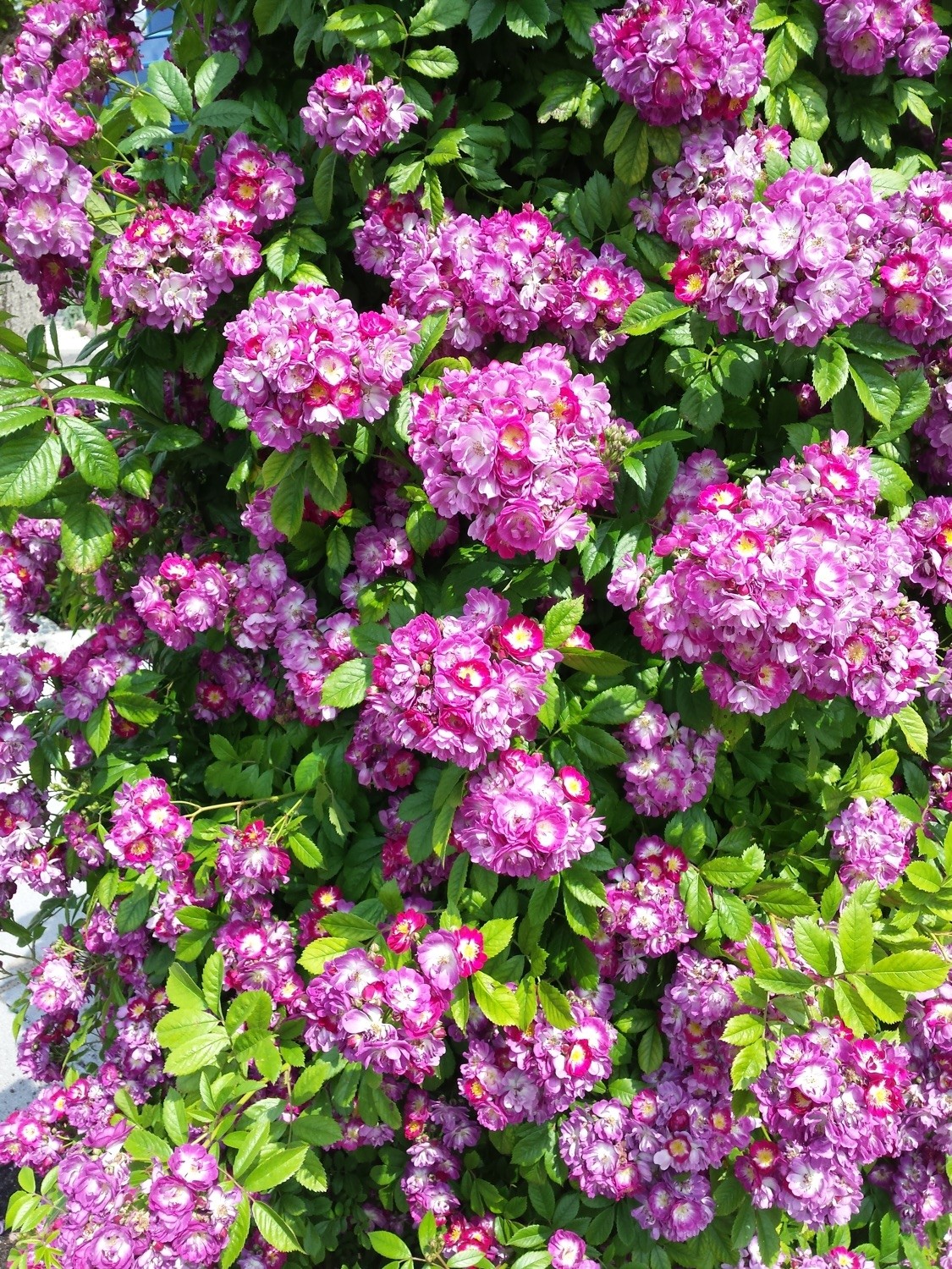 Rambling Rose Perennial Blue