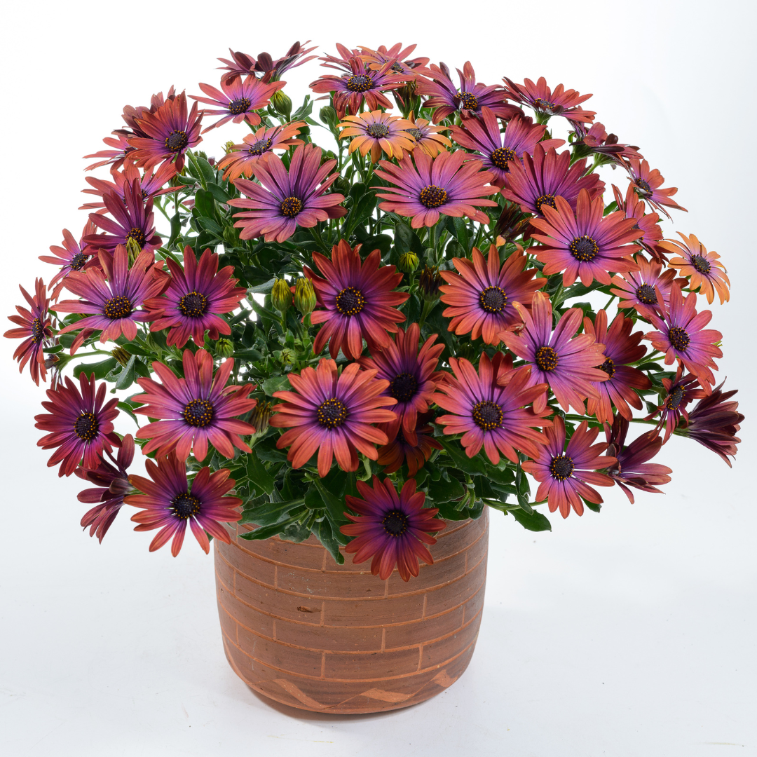 Osteospermum Ostica 'Bronze' - Pack of SIX Potted Plants