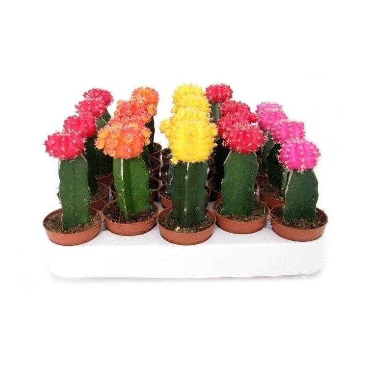 Moon Cactus Collection - THREE different Cacti Colours