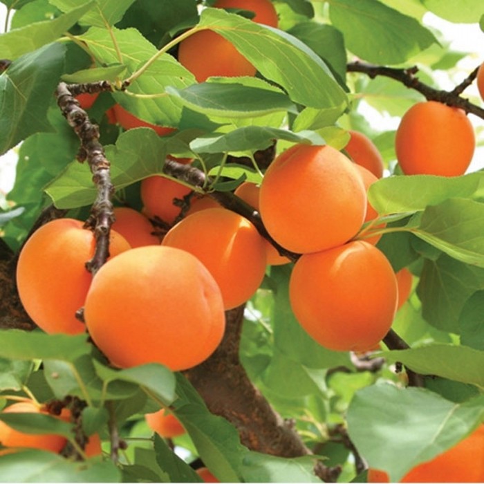 Dwarf Patio Apricot Tree - Prunus armeniaca