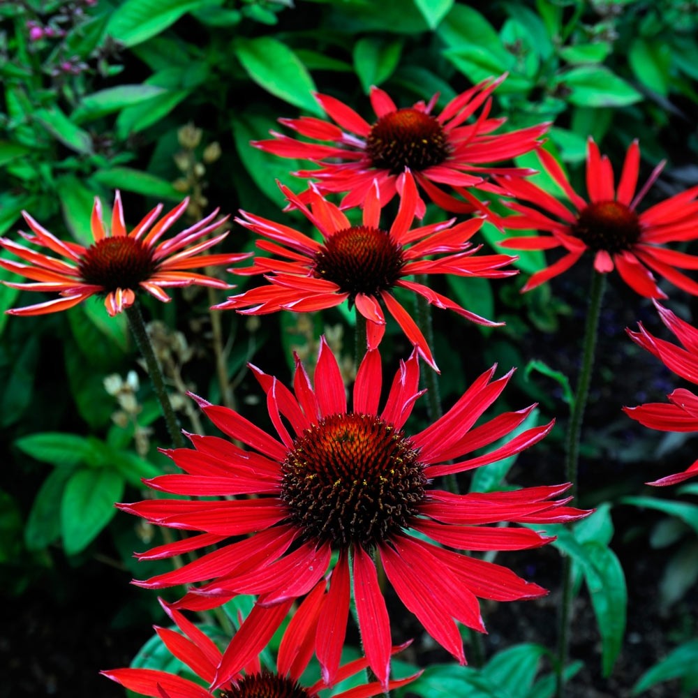 Echinacea Tomato Soup - Cone Flower