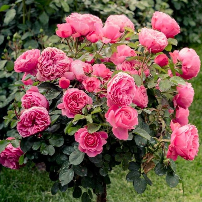 Large Standard Rose Tree 'Queen Elizabeth Rosa' - circa 150cms tall