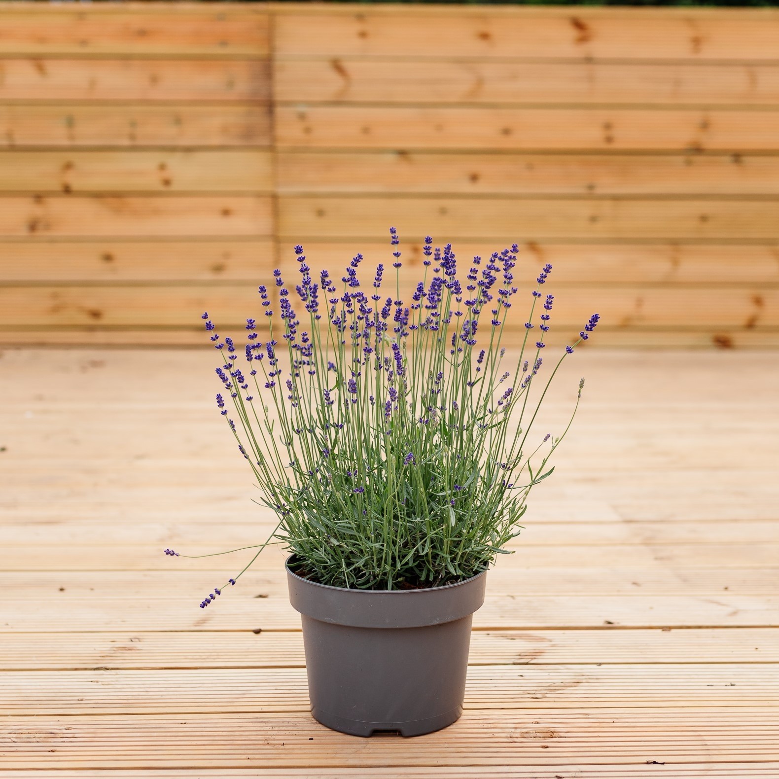 Lavendula angustifolia Hidcote - English Lavender Hidcote Blue