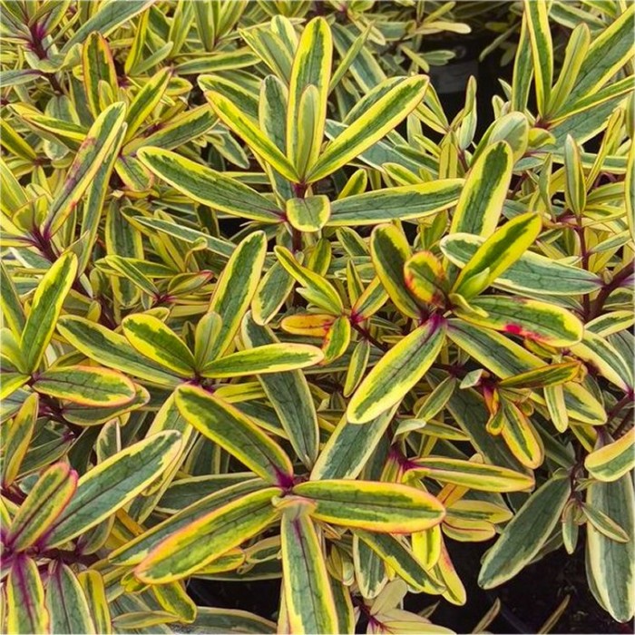 Hebes Collection - Selection of SIX Outstanding Hardy Evergreen Hebe Plants