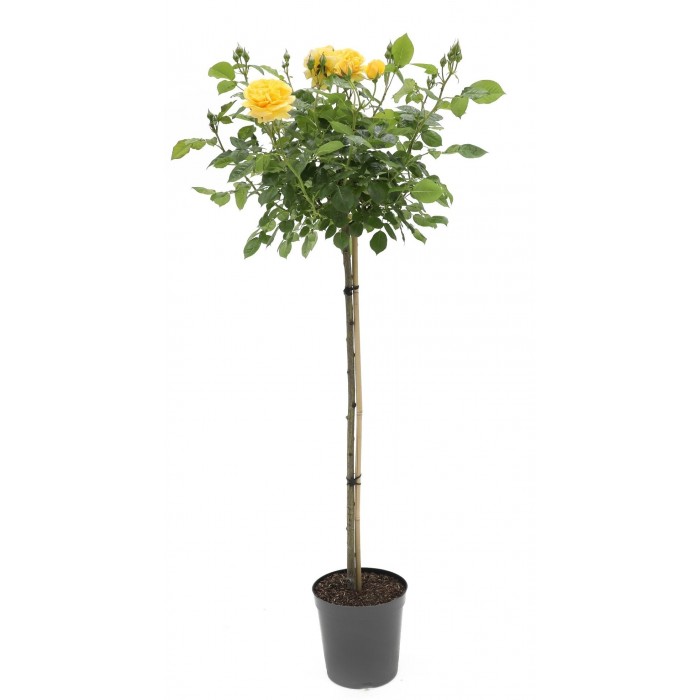 Large Standard Rose Tree 'Landora' - circa 150cms tall