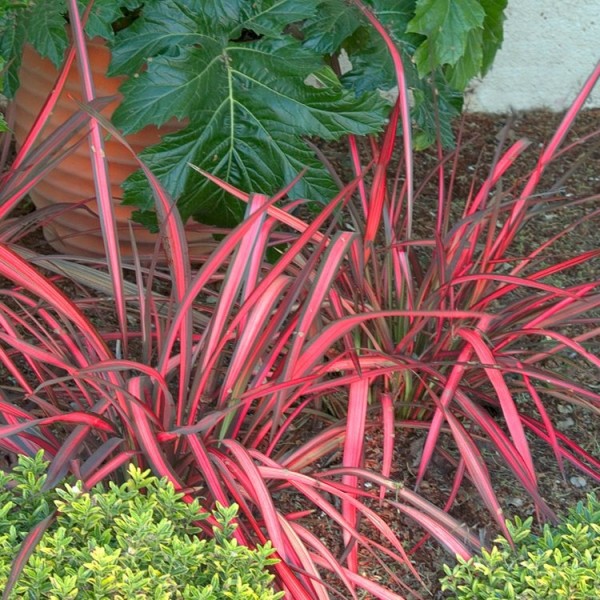 Buy Phormium plants online | Phormium shrubs for UK delivery