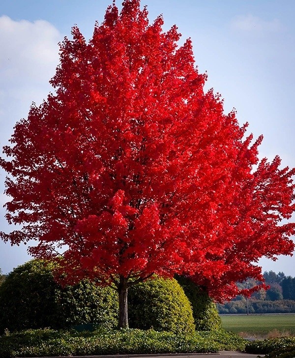 Acer rubrum Sun Valley - American Red Maple - Circa 150-180cms tall