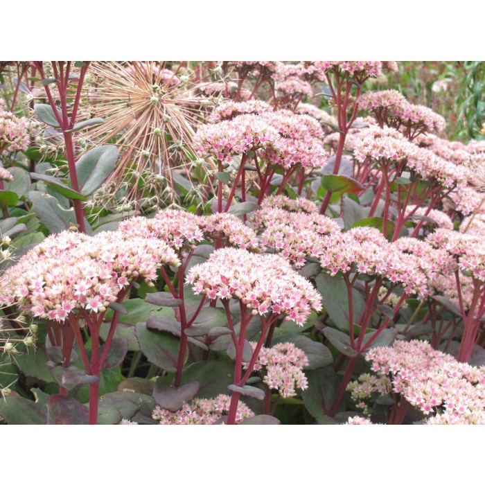 Sedum Matrona