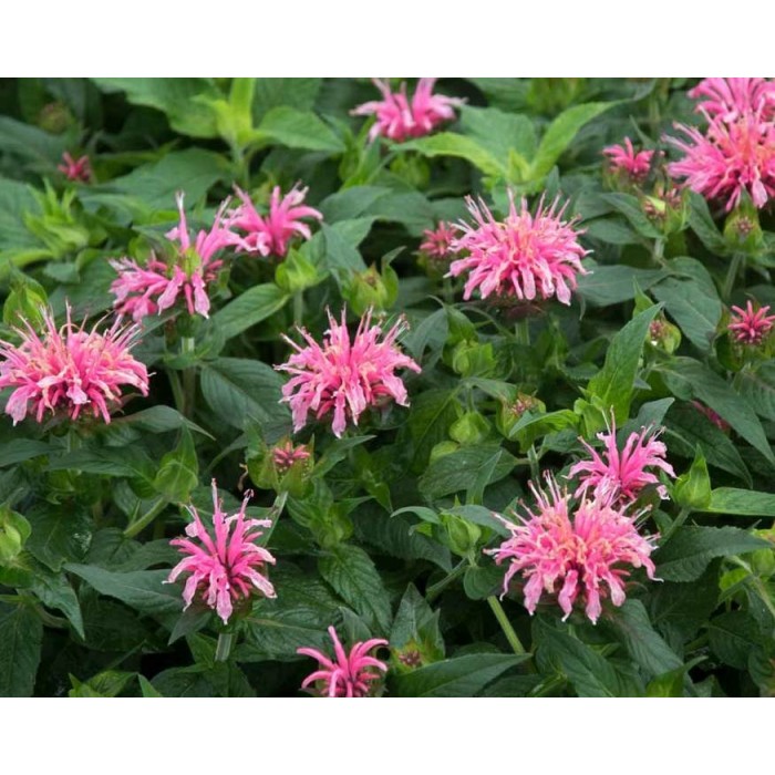 Monarda didyma Balmy Pink - Bee Balm