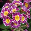 Primula Silver Laced Pink - Pack of THREE Plants