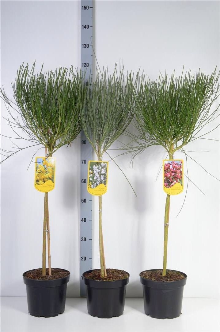 Patio Standard Tree - Cytisus circa 100-120cm - White Lion Broom