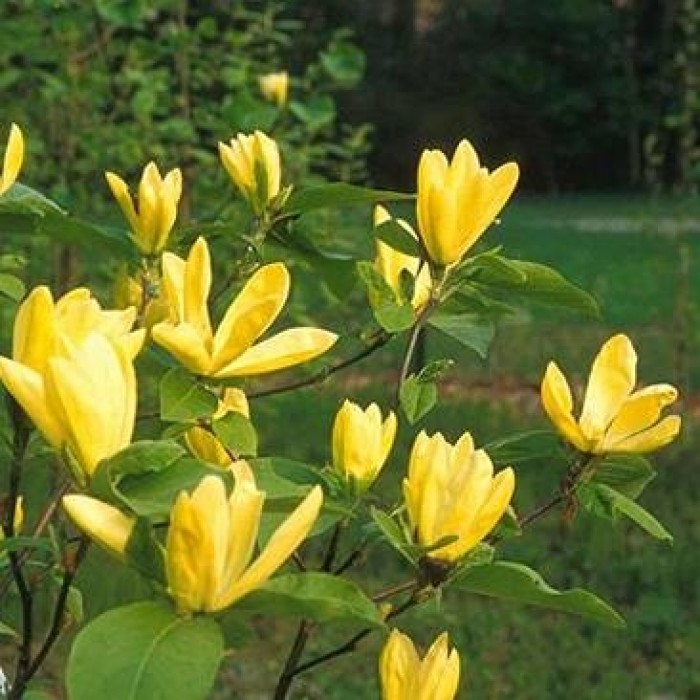 Magnolia Daphne - Sensational Yellow Tulip Tree