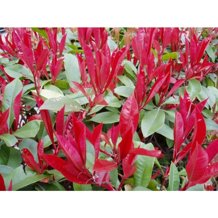 Photinia fraseri ''Red Robin'' - Compact 100-120cm STANDARD Tree