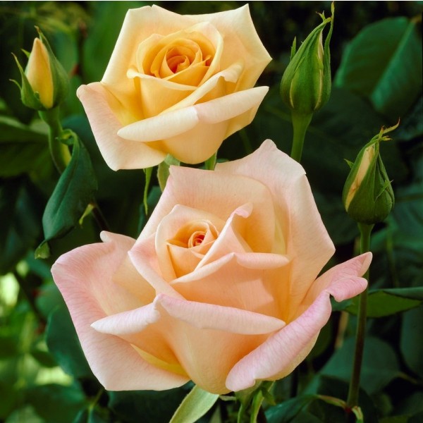 Page 2 | Climbing Roses for Sale UK | Gardening Express