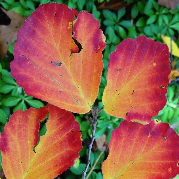 SPECIAL DEAL - Trio of Colourful Hamamelis Witch Hazel Plants Collection