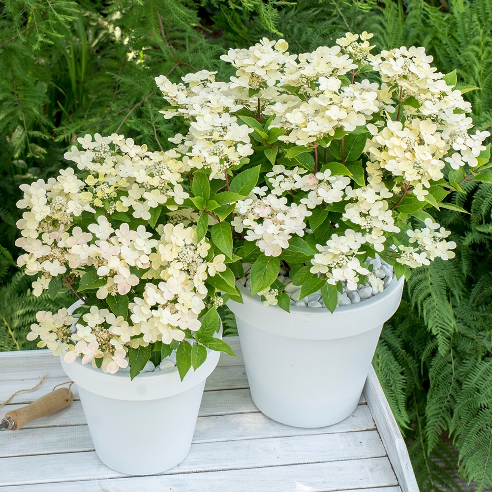 Hydrangea paniculata Polestar