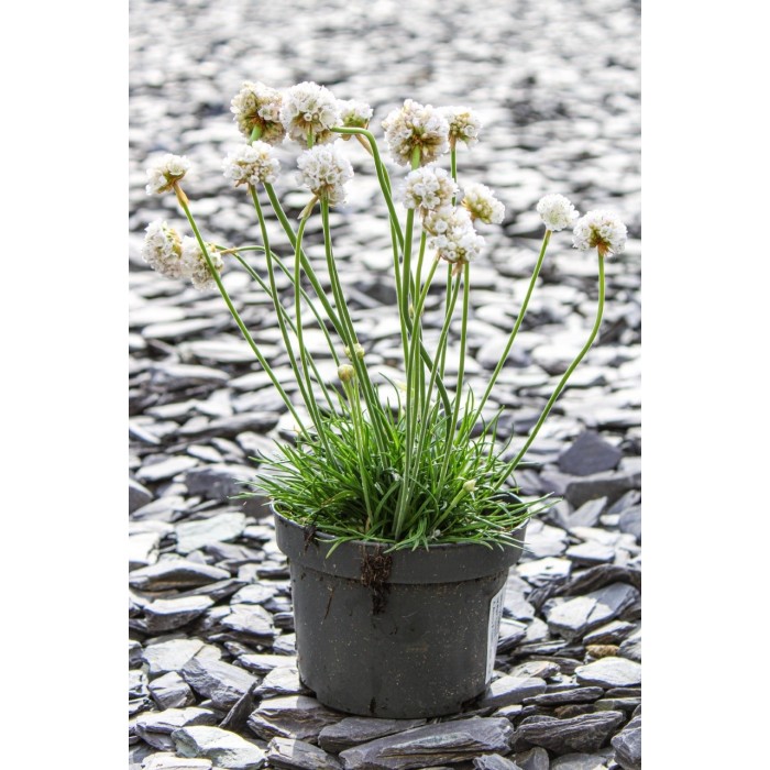 Armeria maritima alba - White Sea Thrift Plants