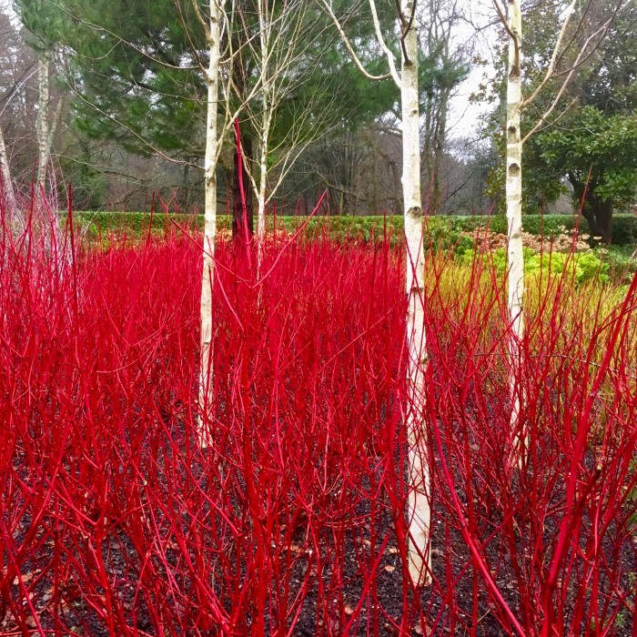 Betula utilis Jacmontii 'Snow Queen' - West Himalayan Birch Tree - 150 ...