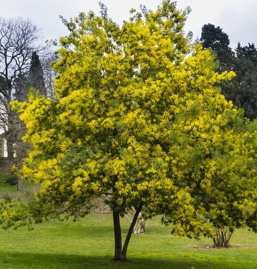 Acacia dealbata 'Gaulois Astier' - Mimosa Tree - 70-100cms
