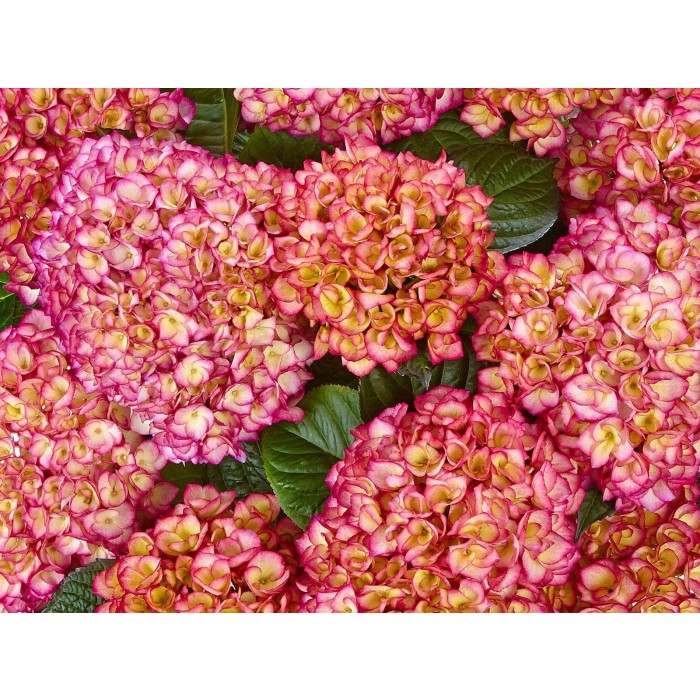 Hydrangea Swinging Sixties - Striking Pink Flushed Flowers