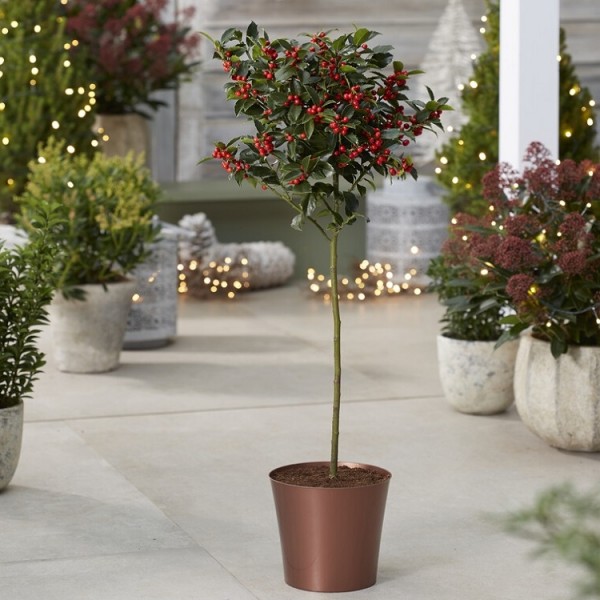 Holly Trees | Holly Trees for Sale UK | Buy holly trees