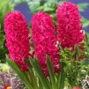 Hyacinth Jan Bos - Pack of 3 Bulbs