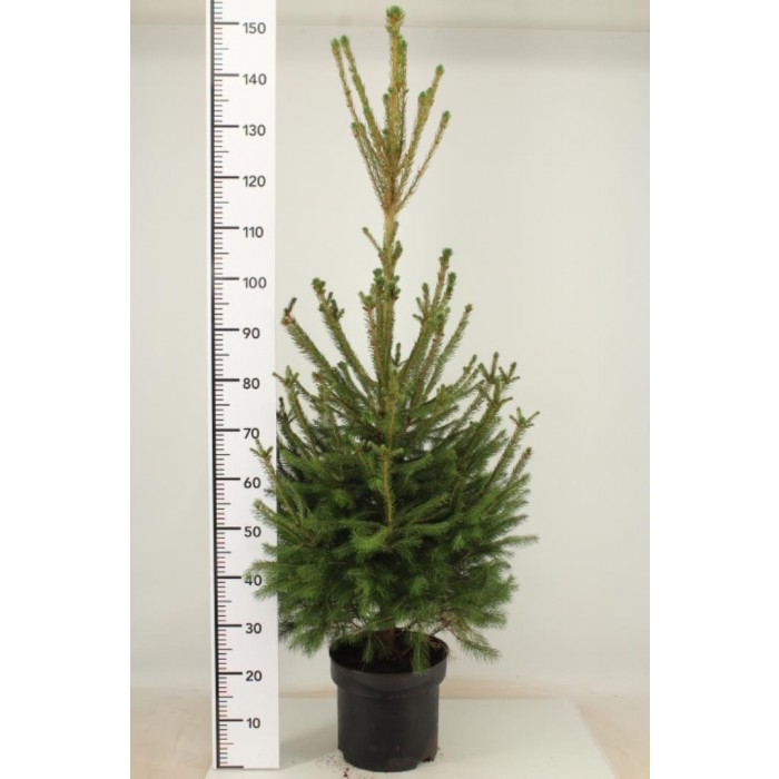 Fresh Christmas Tree - Traditional Potted Spruce - 100-120cms - FOR ...