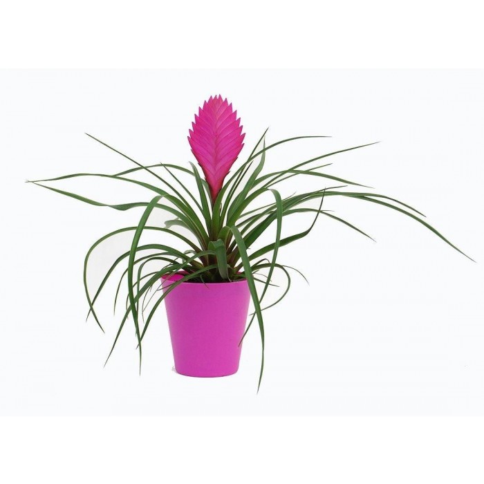 Exotic Looking Bromelia - Tillandsia cyanea 'Anita' Plant
