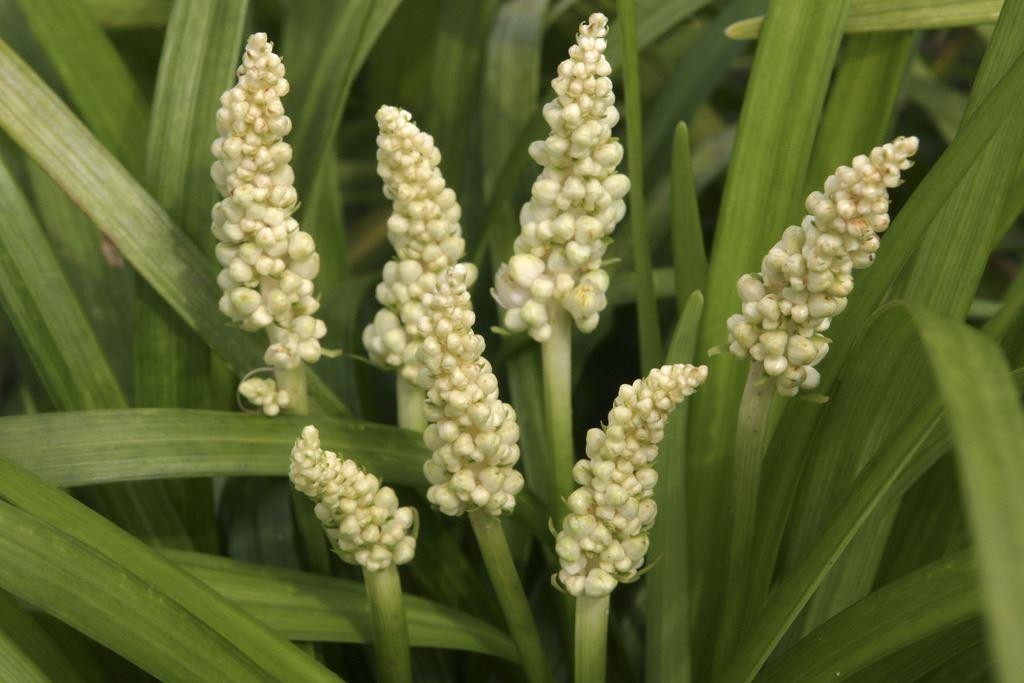 Liriope muscari alba - White Lily Turf