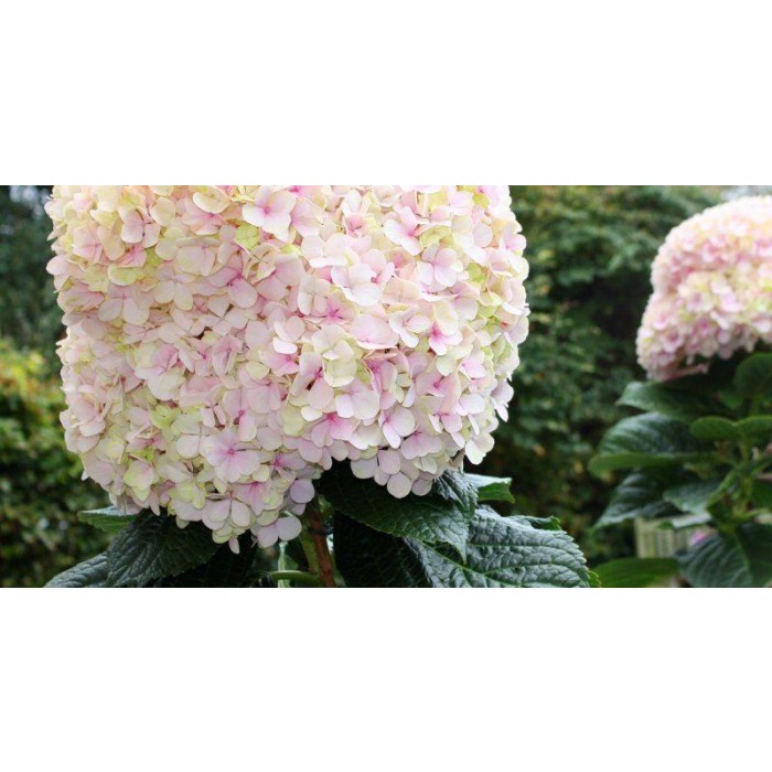GIANT - Hydrangea 'Avant Garde' - Worlds Largest Hydrangea - In Bud ...