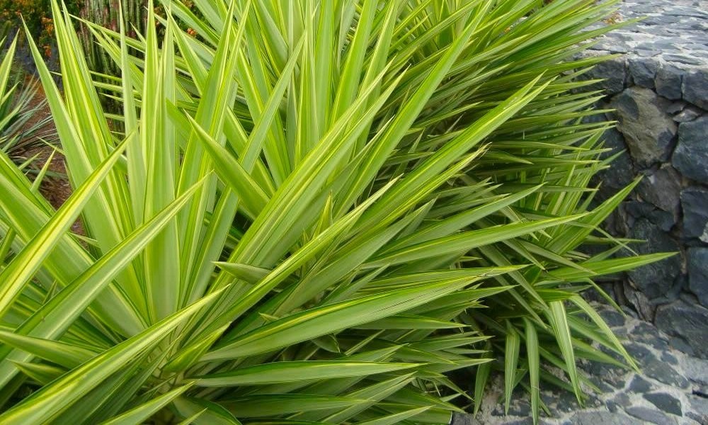 Patio Adams Needle Yucca Jewel Palm Tree - Approx 60-80cms