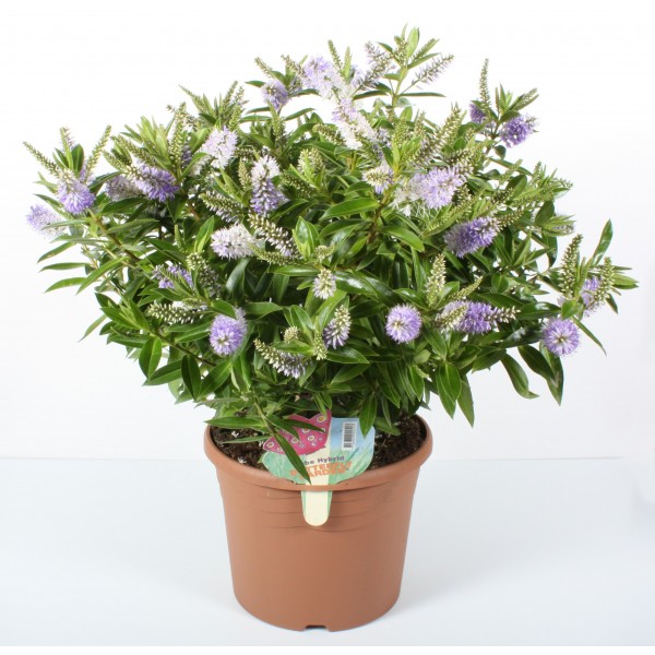 Hebe plants for sale | Buy Hebe shrubs UK delivery