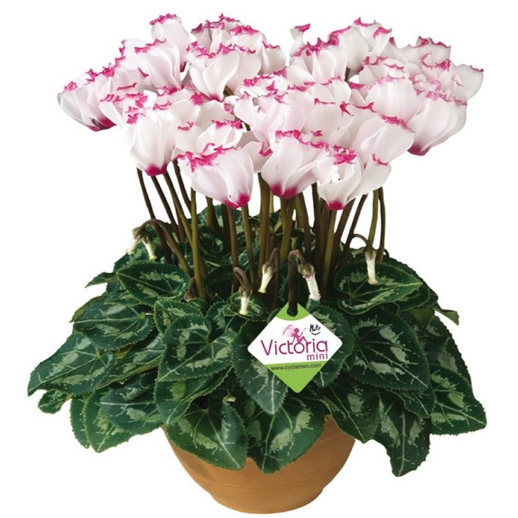 LARGE Cyclamen Victoria Plant In Bud & Bloom