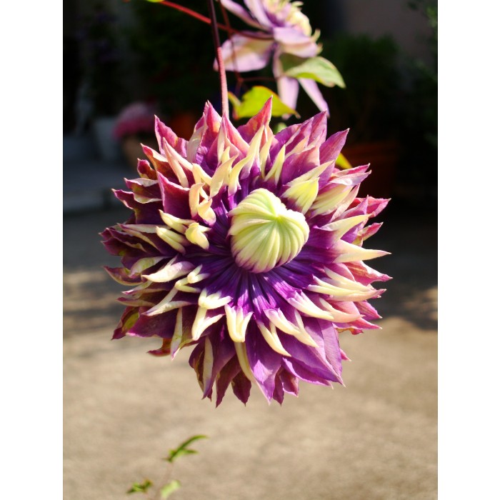 Clematis Taiga - Stunning Brand New & Exclusive Taiga Clematis - In ...