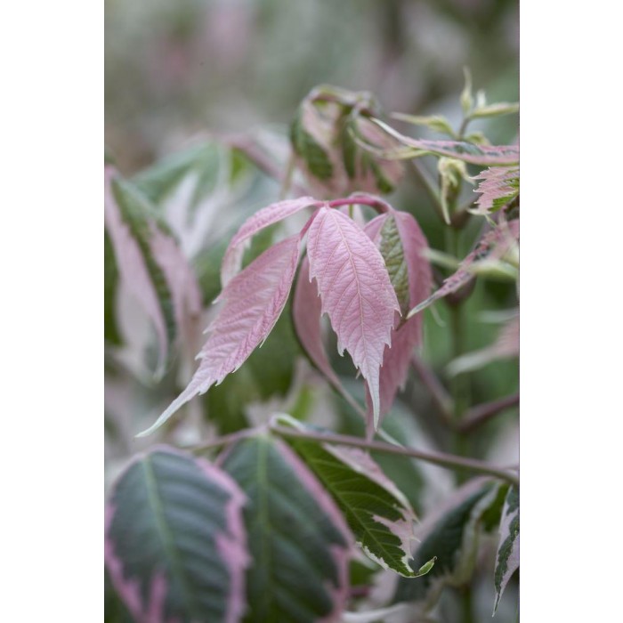 Acer negundo Flamingo - Large 150-200cms Tree