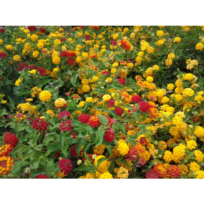 Patio Standard Lantana Tree