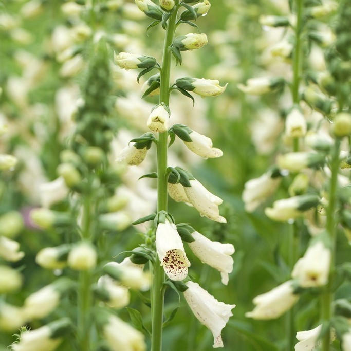 Digitalis purpurea Dalmation White - Foxgloves