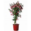 Pair of Fuchsia Tree Standards 'Britney' - Gorgeous Patio Fuchsia Trees