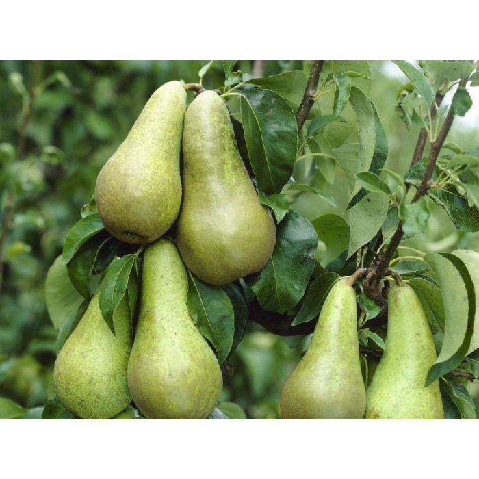 PEAR TREE - Multi-Variety Fruit Tree - PEAR - 5 varieties on one Tree!