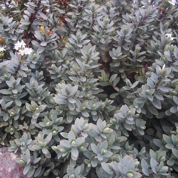 Page 2 | Hebe plants for sale | Buy Hebe shrubs UK delivery