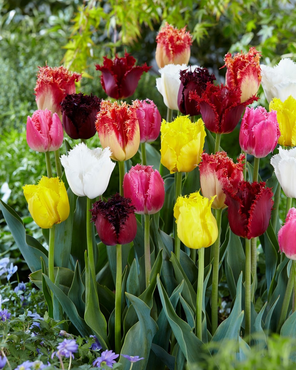 Tulip Fringed Mix - Pack of 10