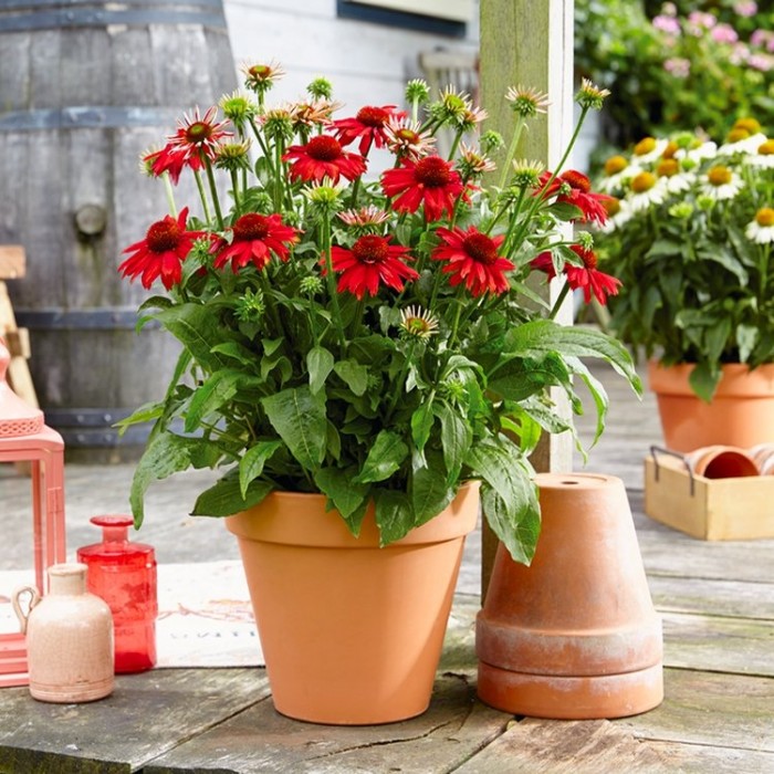 Echinacea Sombrero Salsa Red - Cone Flower