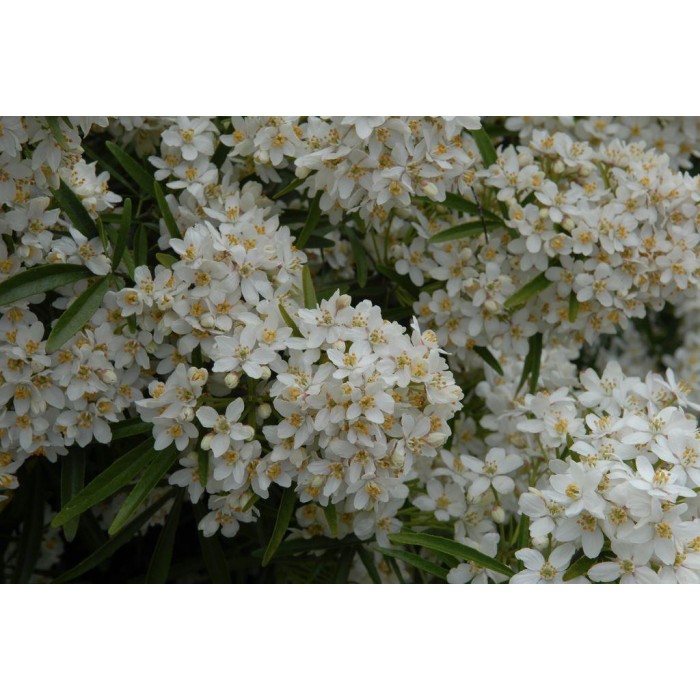 Choisya ternata Aztec Pearl - Mexican Orange Blossom - LARGE