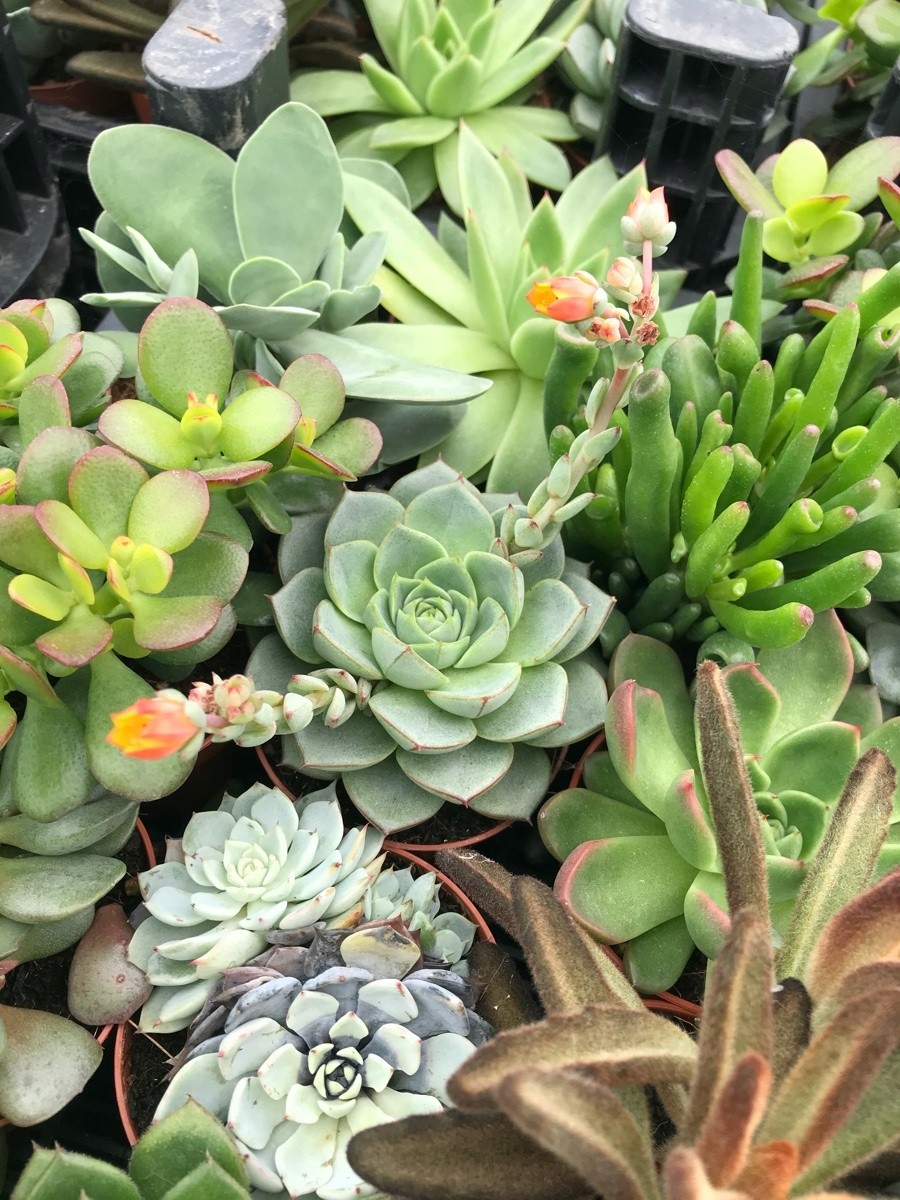 Succulent Plant Collection - FIVE Contemporary Trendy Plants