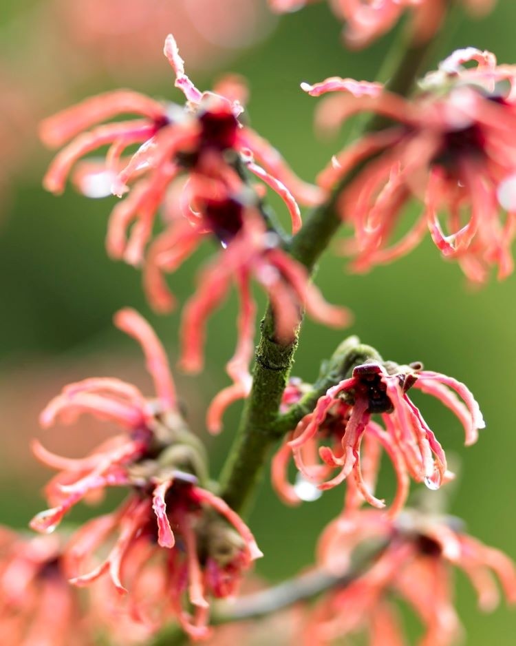 Hamamelis x intermedia 'Rubin' - Red Witch hazel