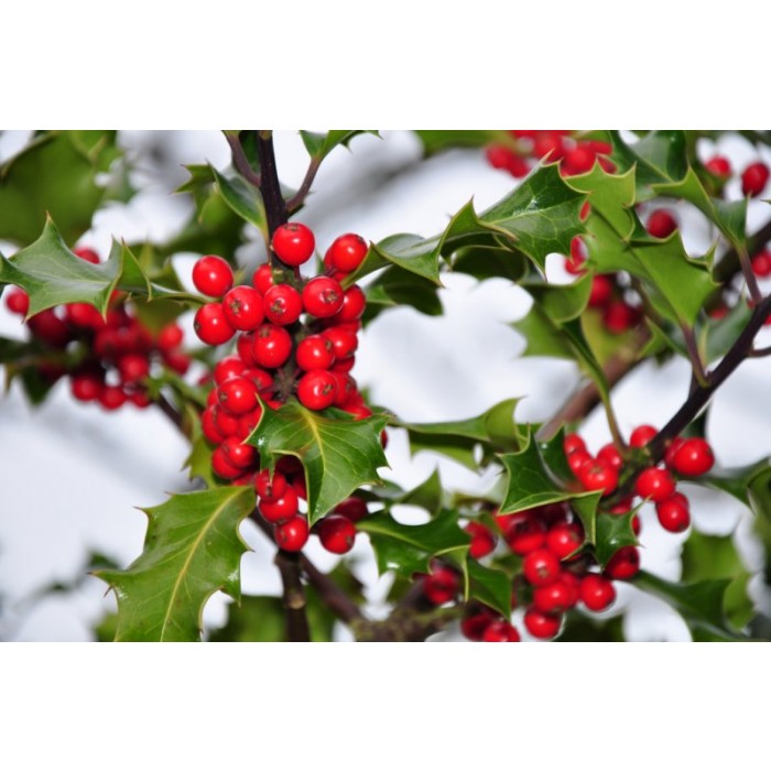 Majestic Large 140-150cm Alaska Holly Tree Standard covered in Berries ...