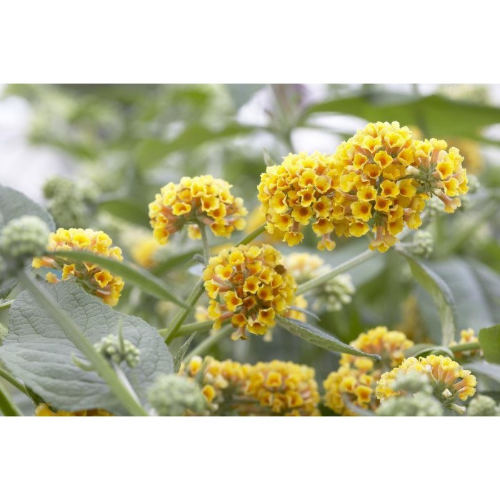 LARGE Specimen - Buddleja x weyeriana 'Sungold' - Golden Yellow ...