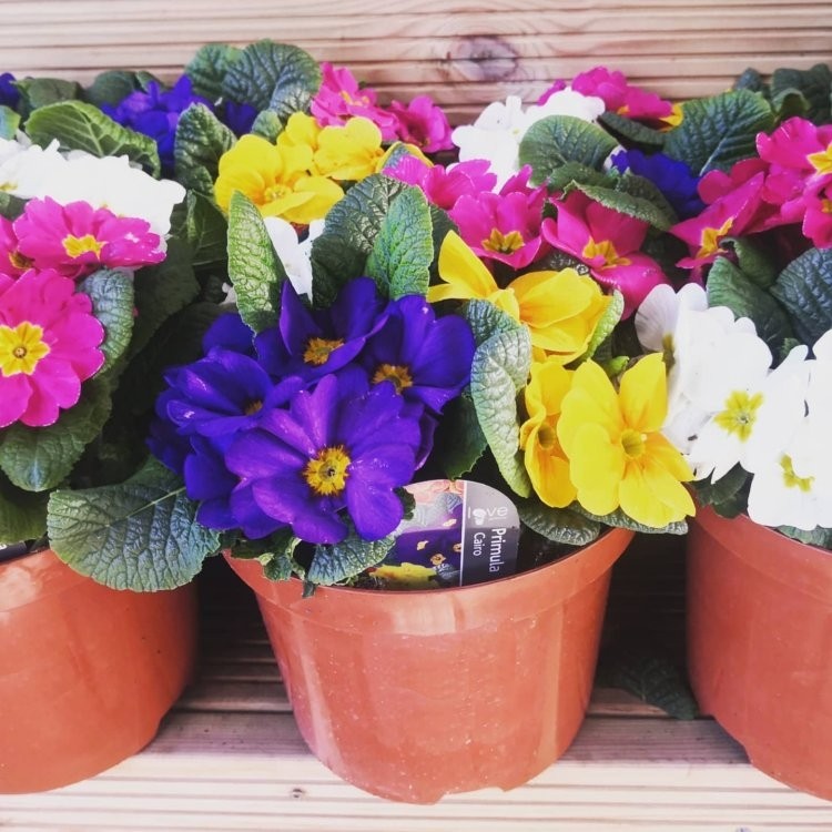 Primrose Planter - Instant Spring Colour Primula Pot